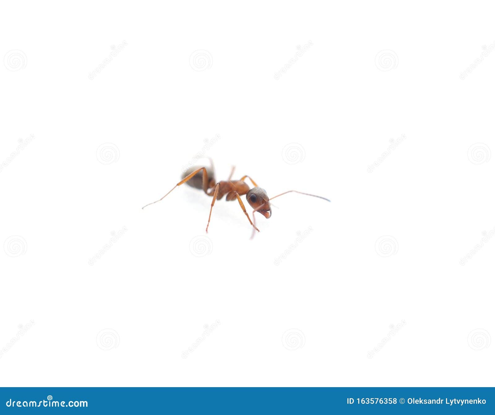 One little ant stock photo. Image of infant, insect - 163576358