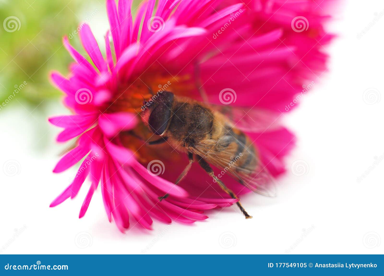 One Little Bee on the Chrysanthemum Stock Image - Image of yellow ...