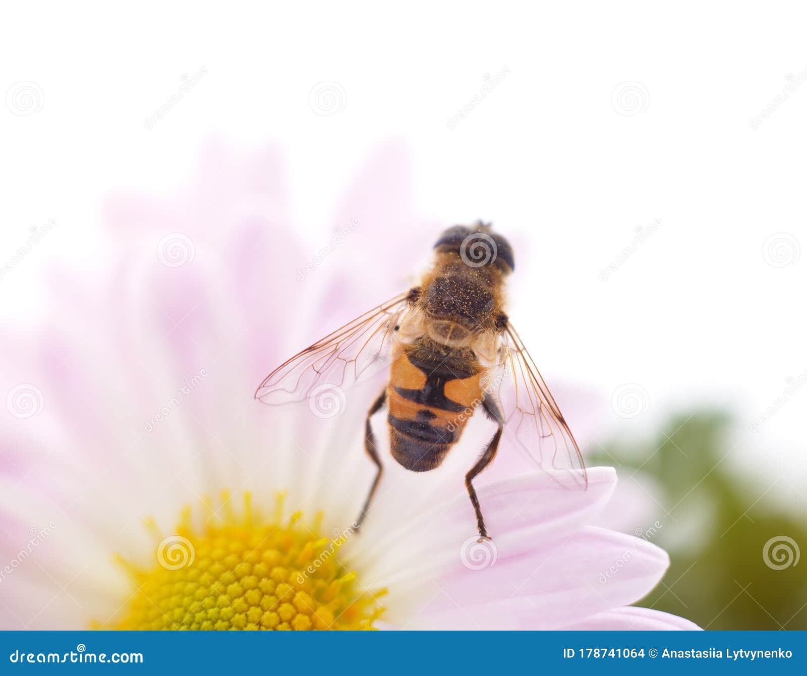 One Little Bee on the Chrysanthemum Stock Photo - Image of poison ...