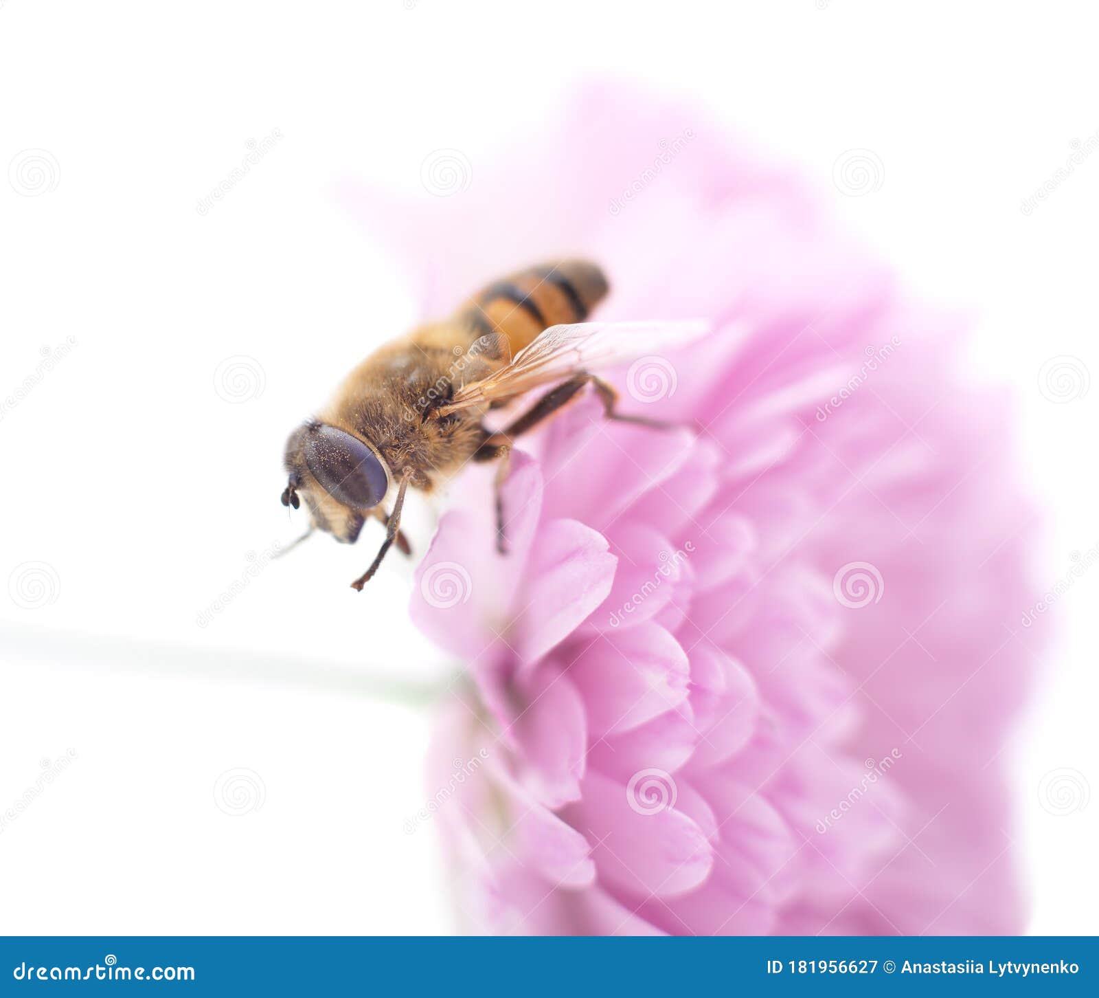 One Little Bee on the Chrysanthemum Stock Image - Image of apiary ...