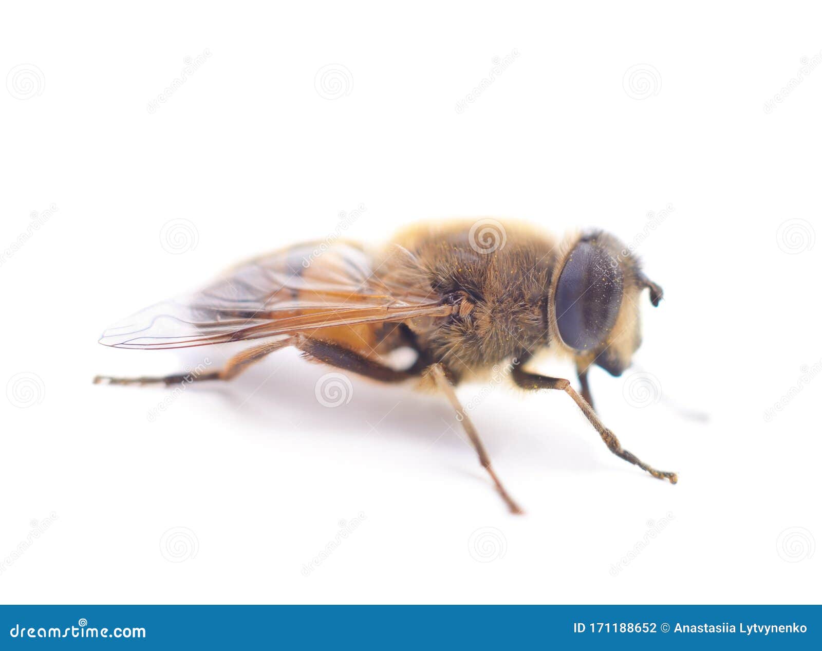 One little bee stock photo. Image of background, little - 171188652