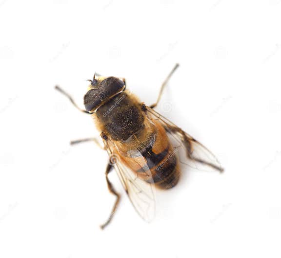 One little bee stock image. Image of wild, flight, isolated - 172785373