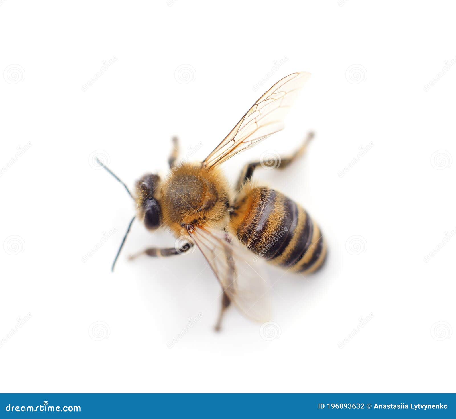 One little bee stock photo. Image of yellow, isolated - 196893632