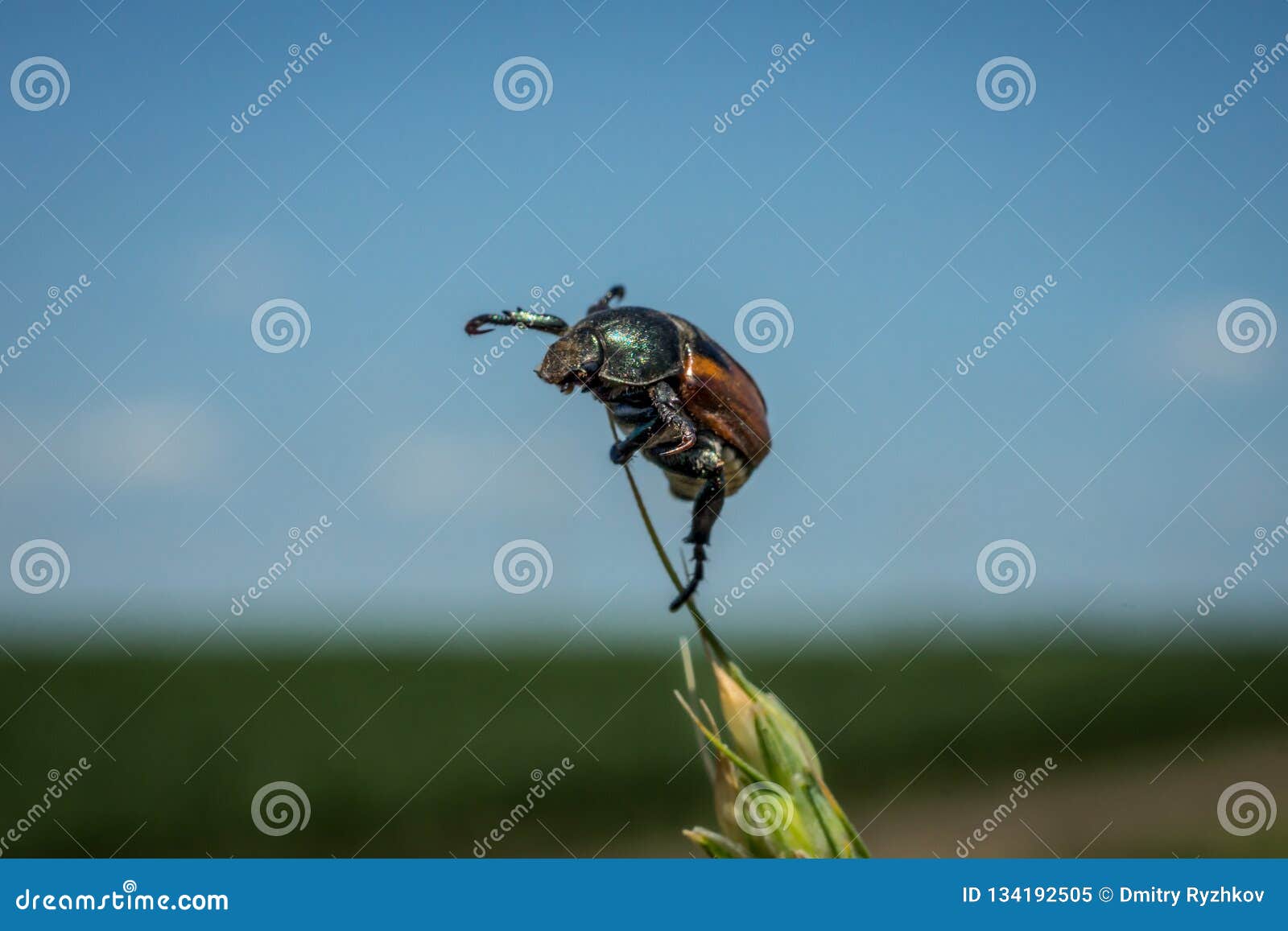 One Little Beetle on the Ear_DSC1587 Stock Image - Image of nature ...