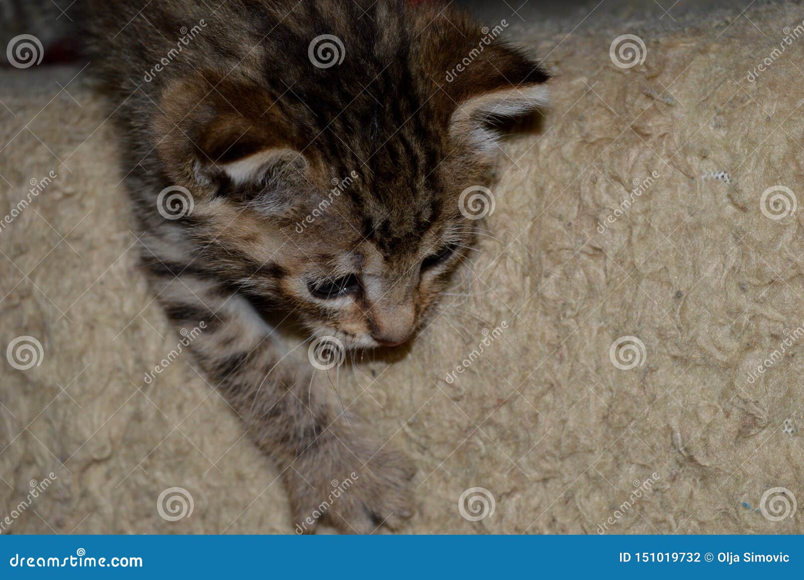 Little colorful cub, cats stock photo. Image of kitty - 151019732