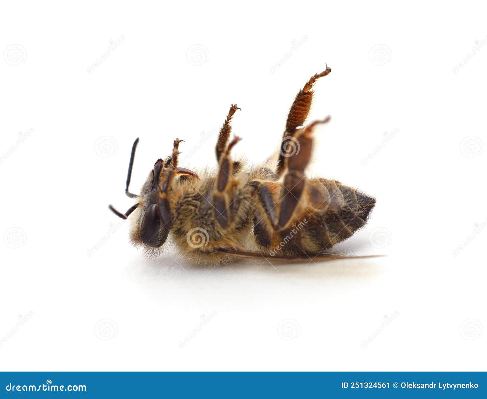 One little dead bee stock image. Image of nature, farm - 251324561