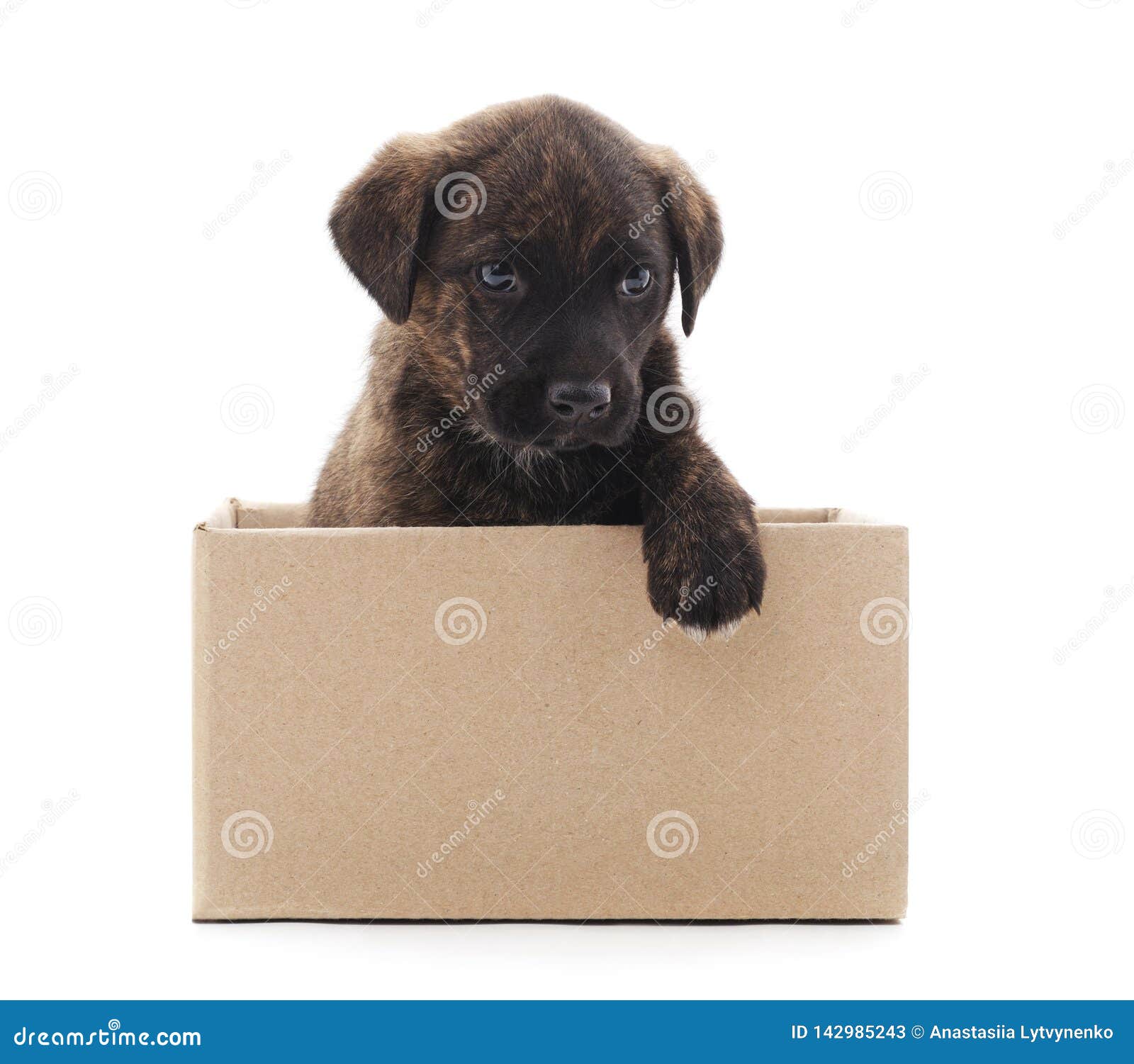 One little dog in the box stock image. Image of animal - 142985243