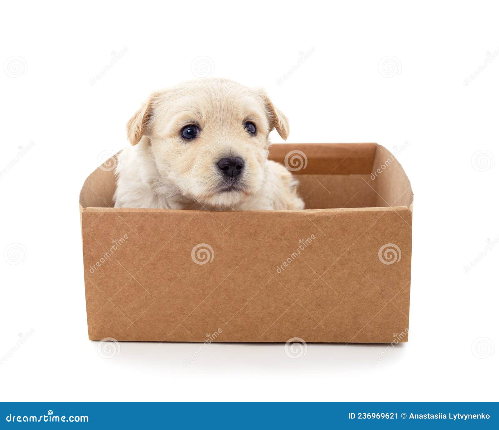 One little dog in the box stock image. Image of animal - 236969621