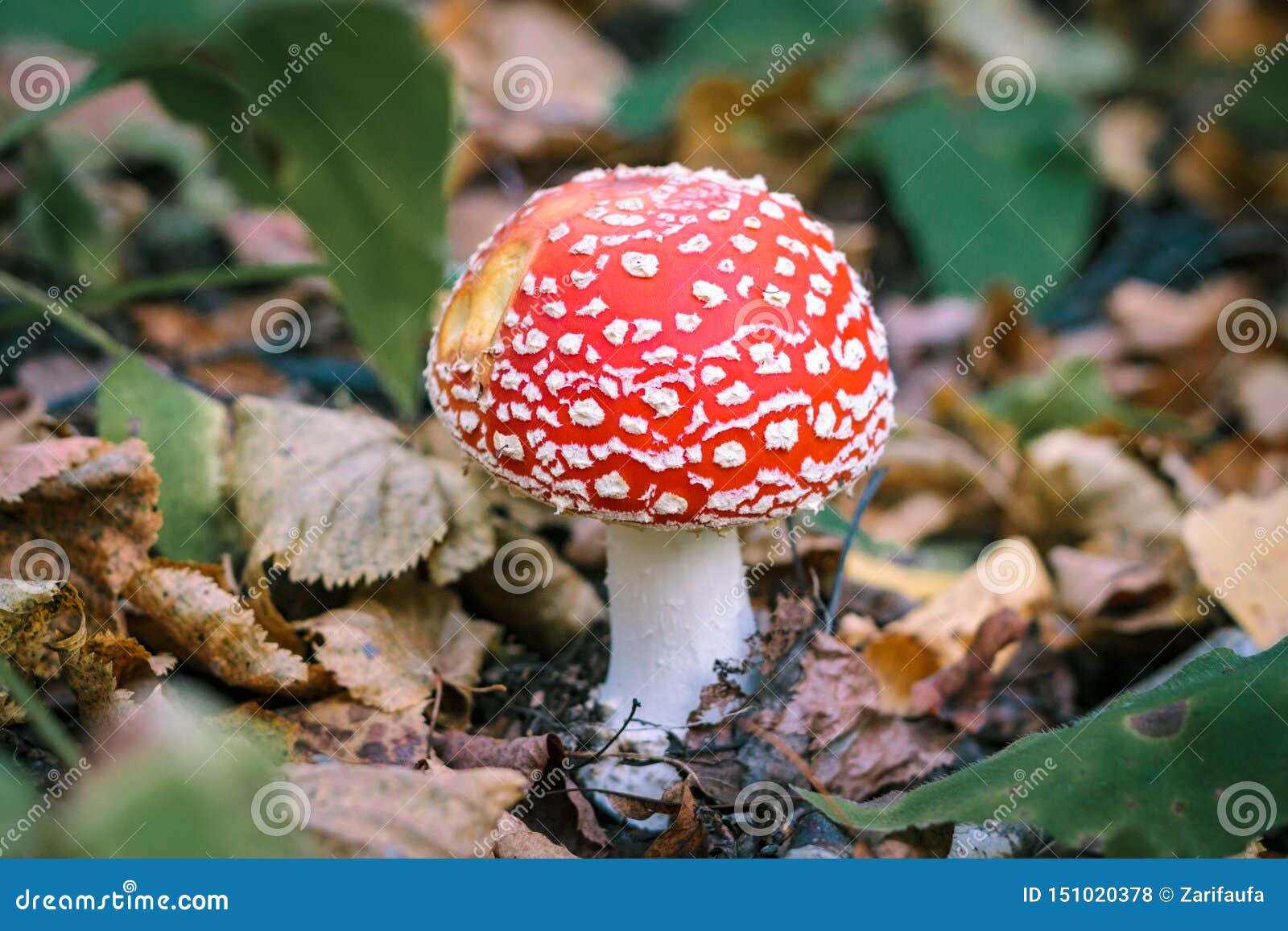 One Little Fly Agaric, Poisonous Mushroom Grow on the Ground in the ... One Little Fly Agaric, Poisonous Mushroom Grow on the Ground in the ...