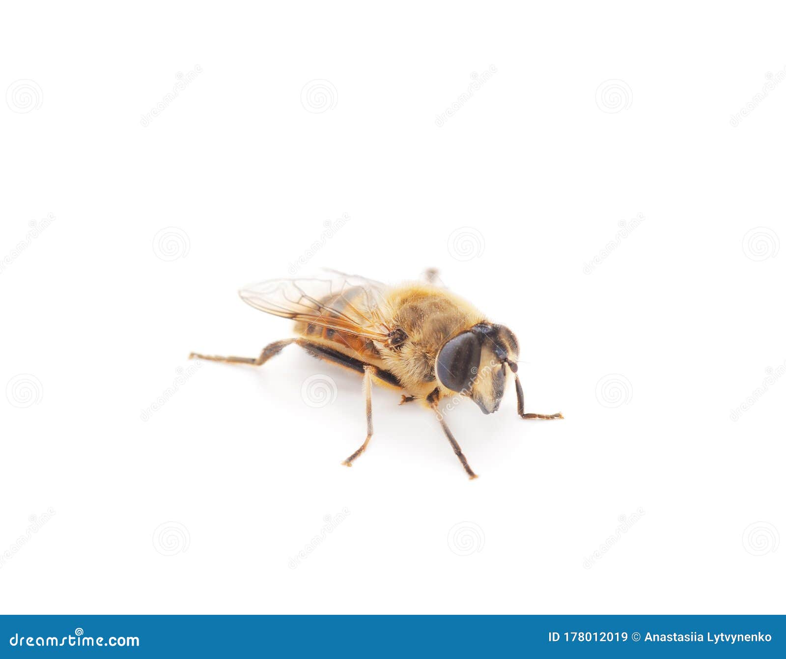 One little gadfly stock image. Image of honey, stripes - 178012019