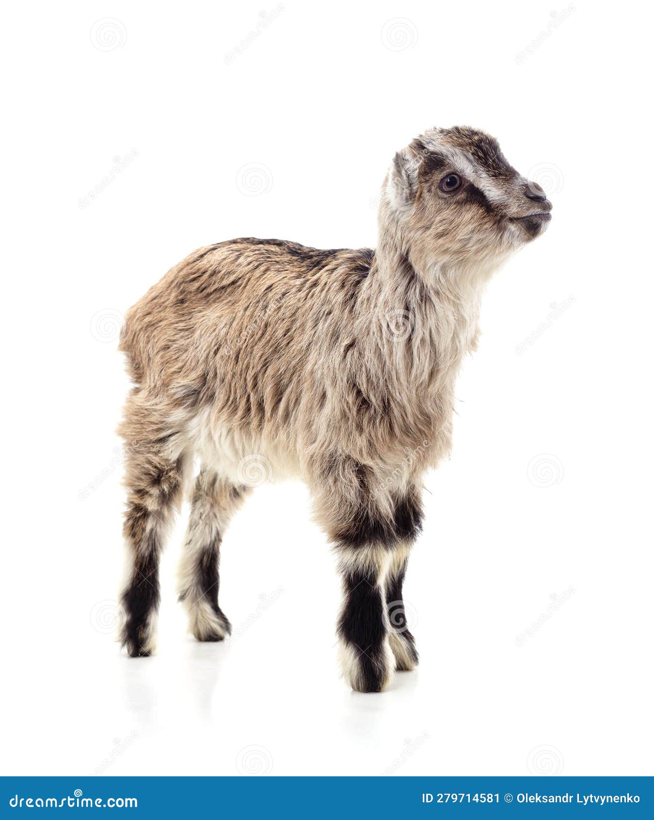 One little goat stock image. Image of vertebrate, cute - 279714581