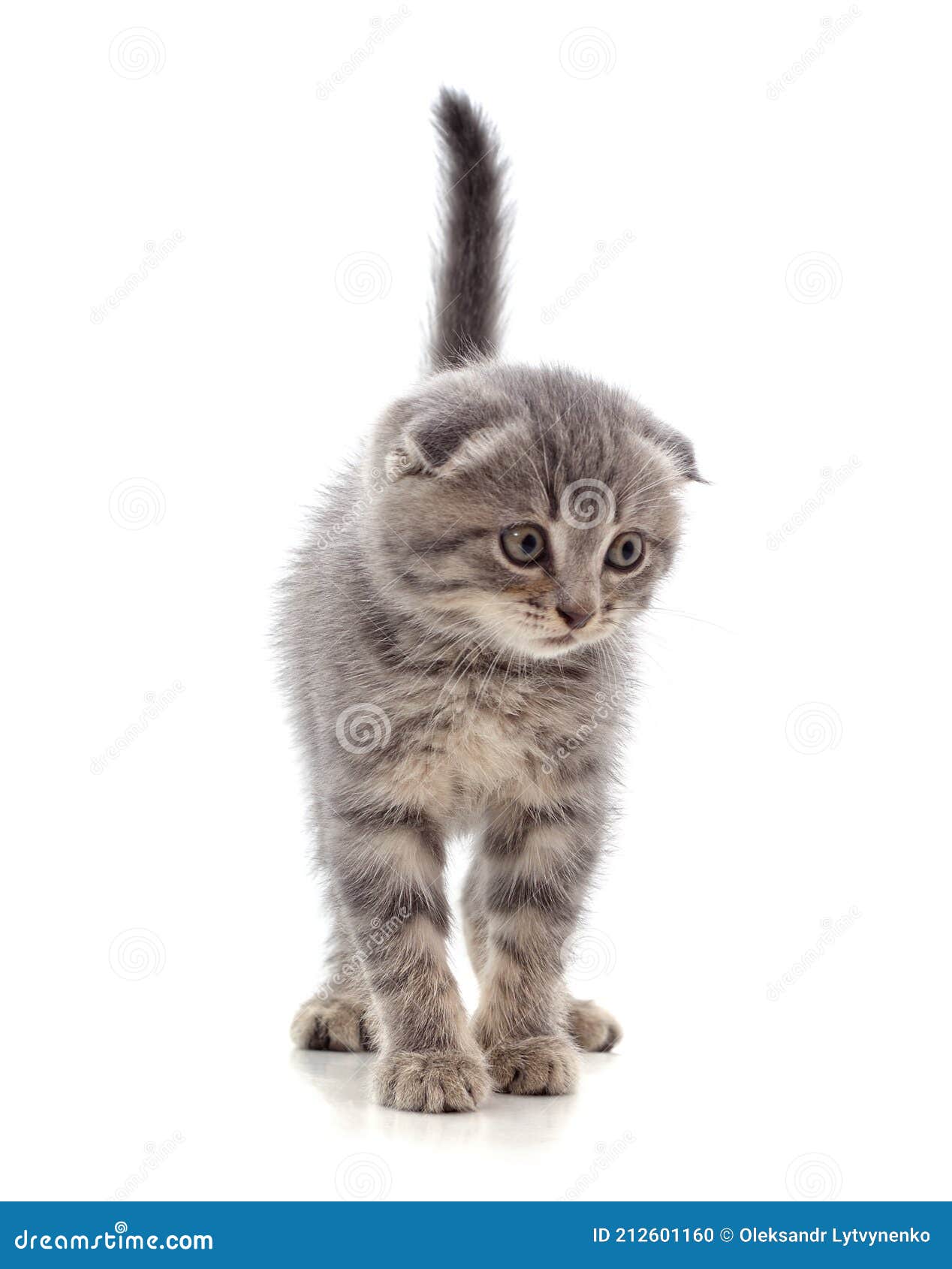 One little gray kitten stock photo. Image of funny, play - 212601160