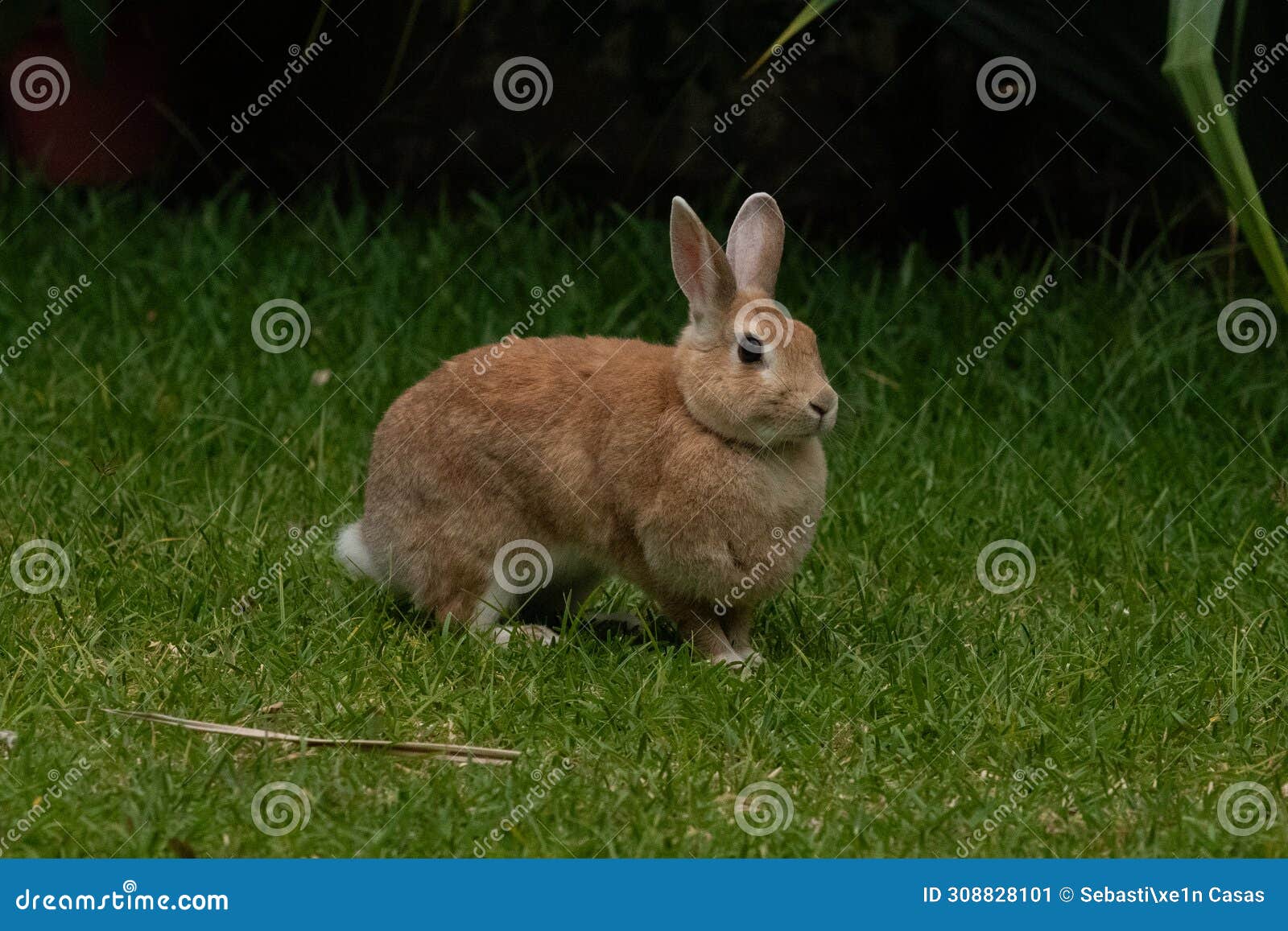 A Little Light Brown Bunny Standing in Green Grass Stock Image - Image ...