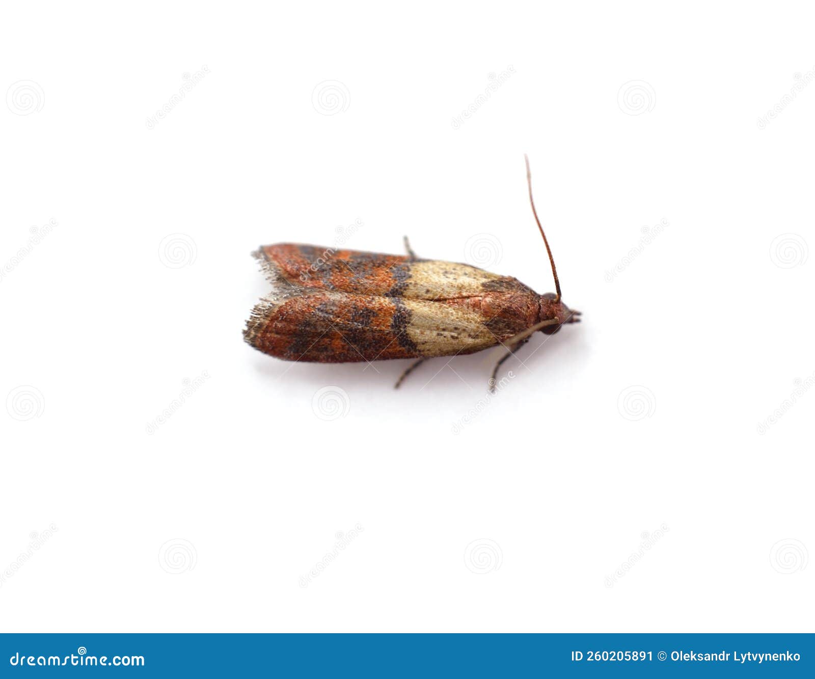 One little moth stock image. Image of light, butterfly - 260205891