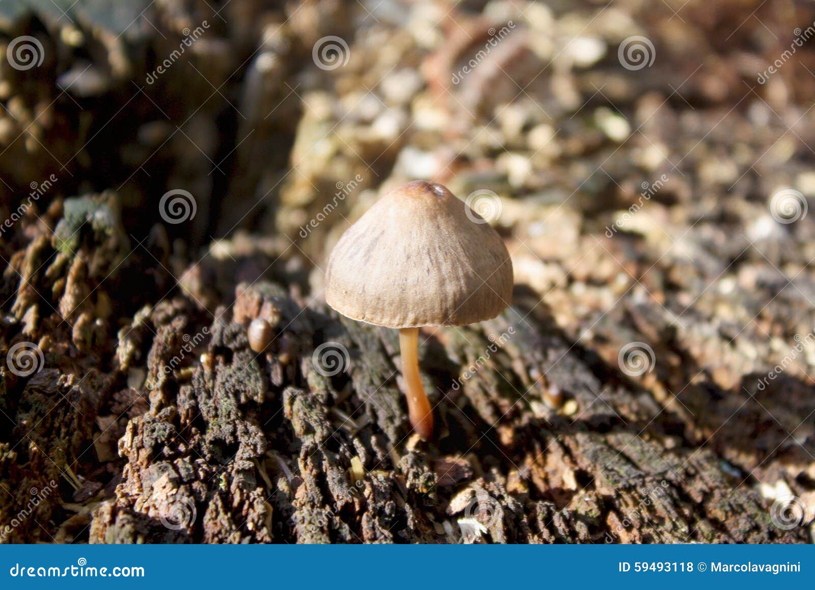 One little mushroom stock photo. Image of growing, forest - 59493118
