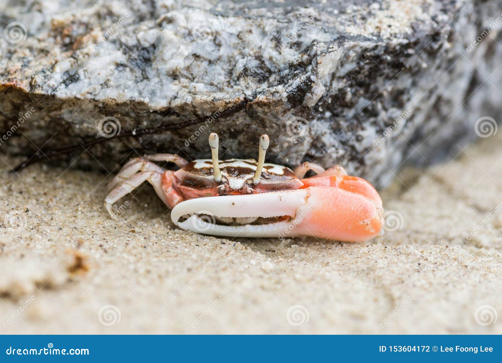 Little Orange Crab Under the Rock Stock Photo - Image of burrow, beach ...