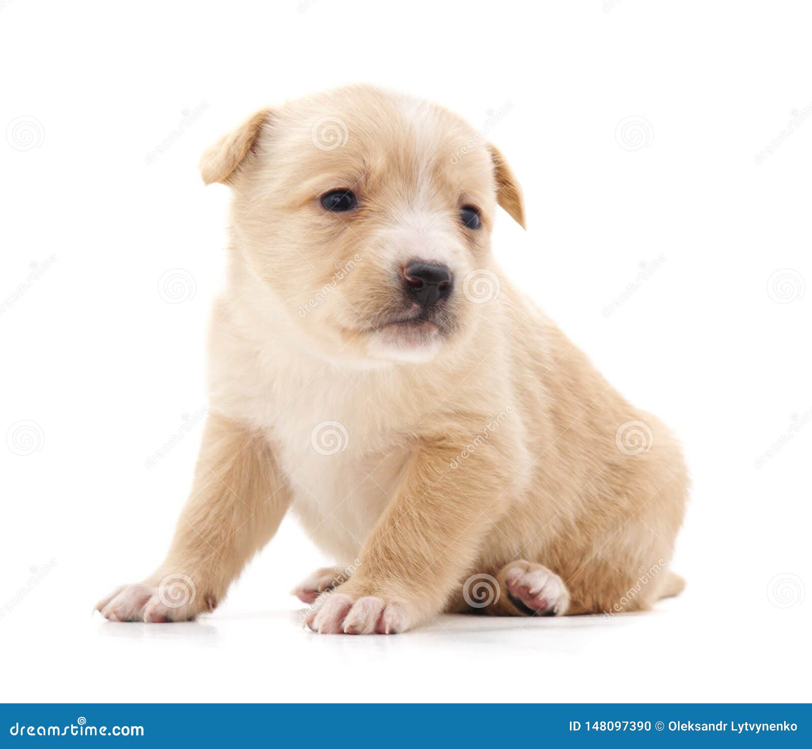 One little puppy stock photo. Image of brown, charming - 148097390