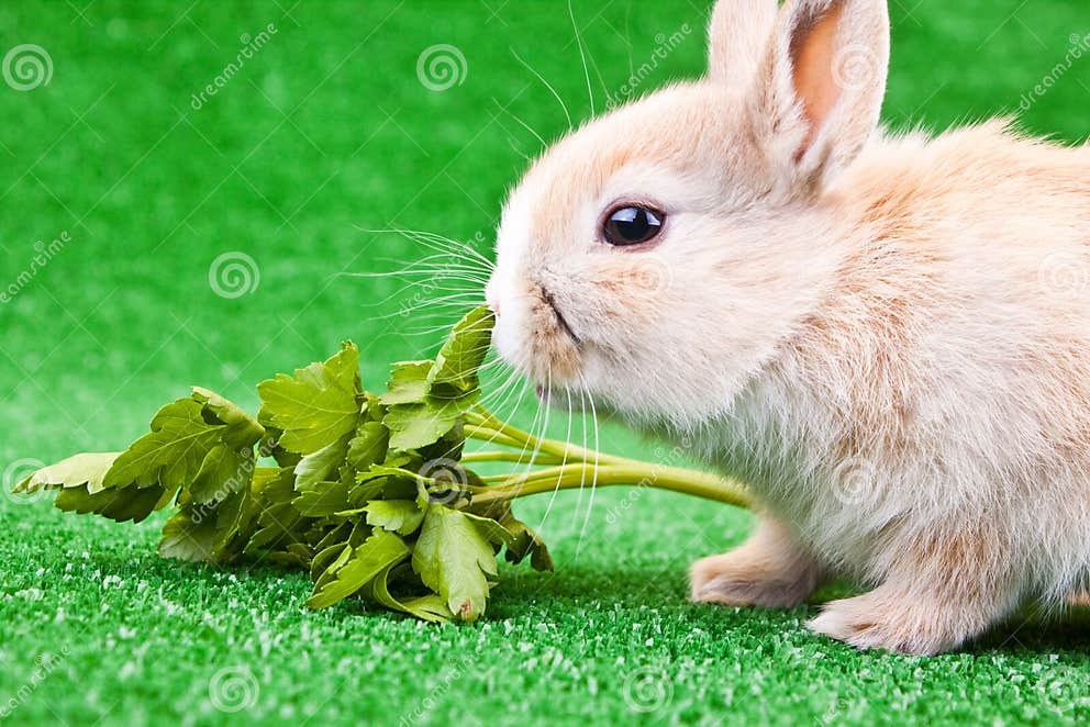 One Little Rabbit Eating Salad Stock Photo - Image of feed, rabbit ...