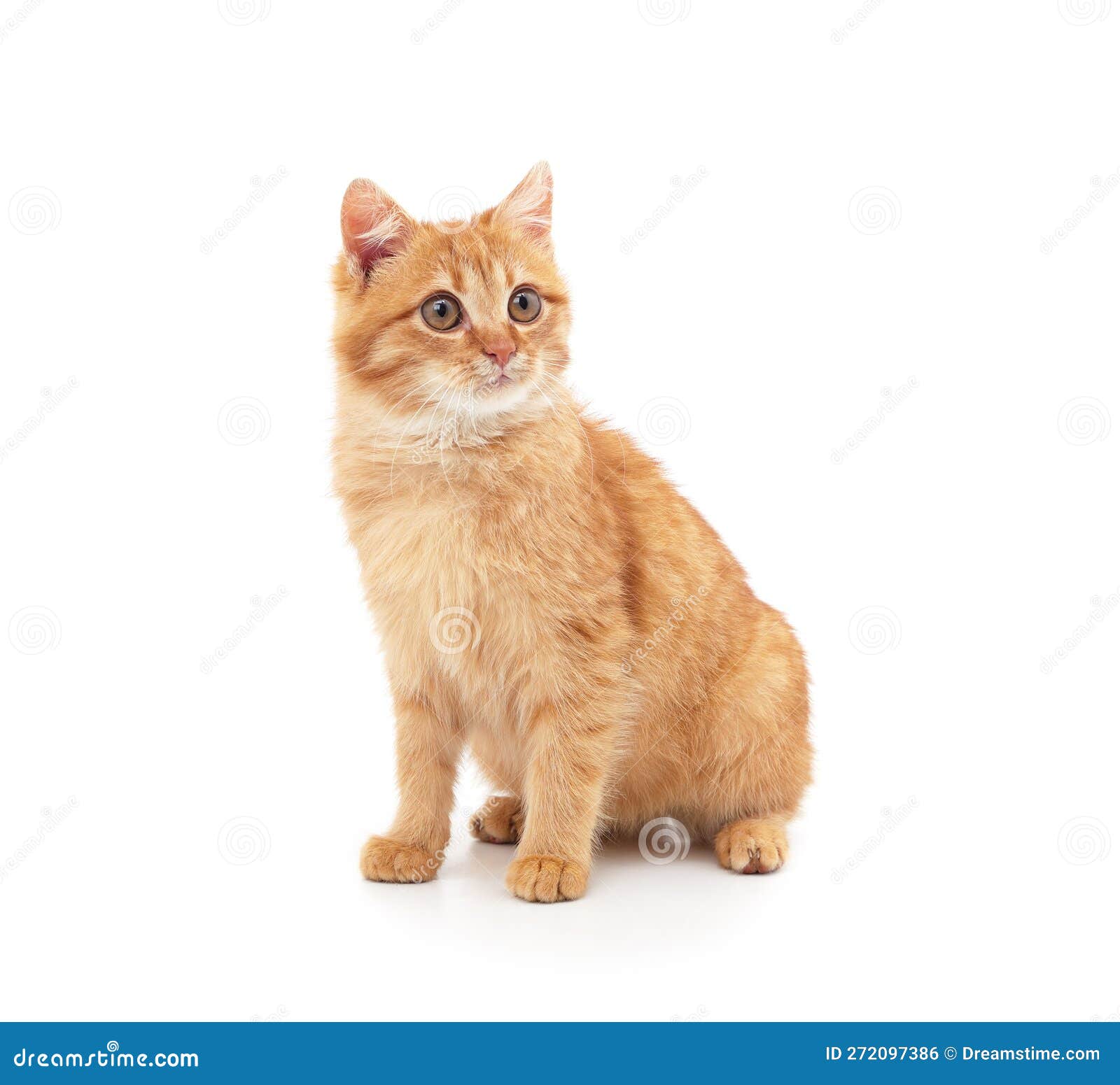 One Little Red Kitten Sitting Stock Photo - Image of sitting, love ...