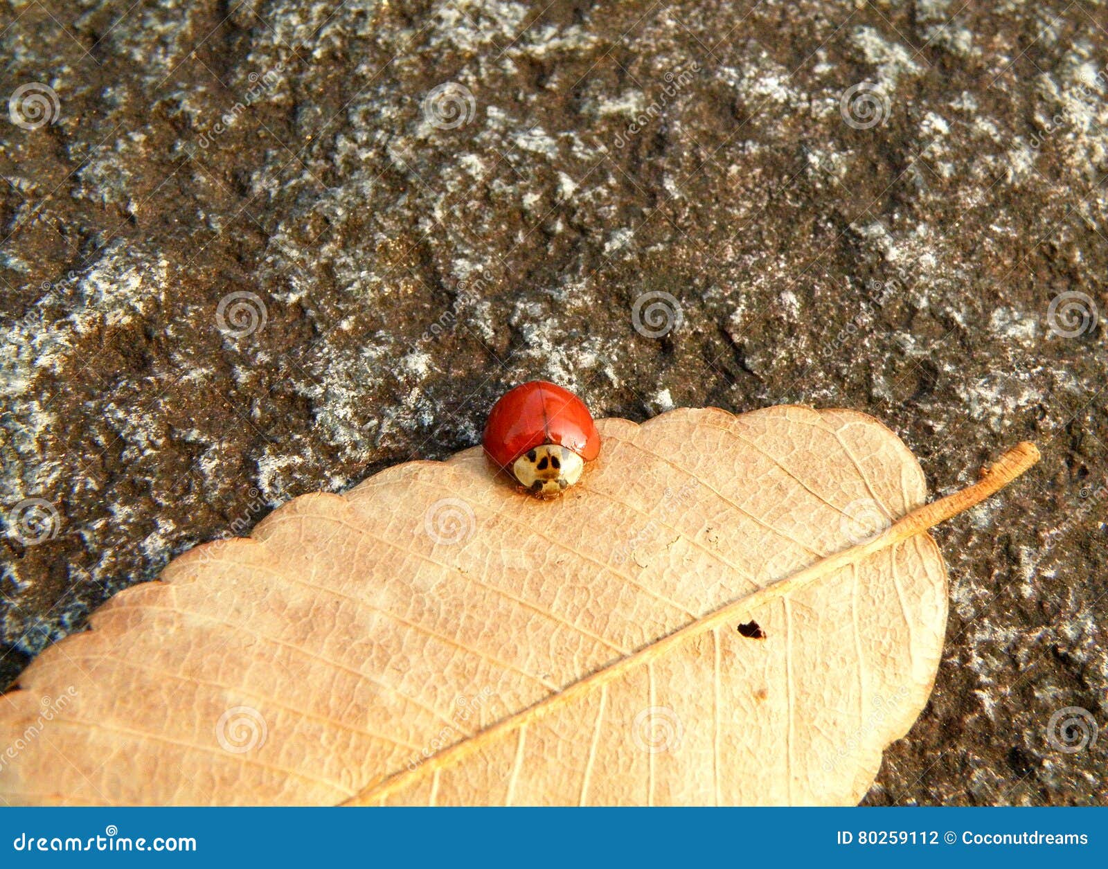 One Little Red Ladybug Climbing on a Dry Fallen Leaf Stock Photo ...