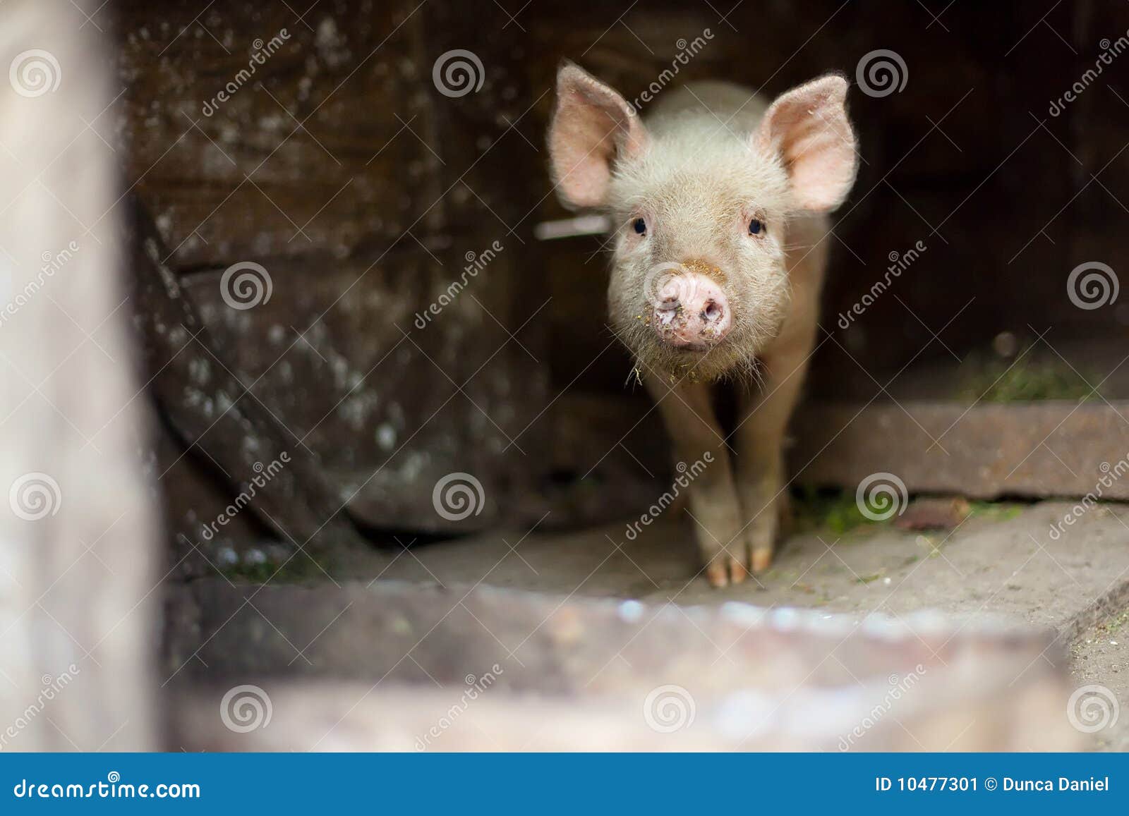 One Little Scared Pig at Farm Stock Image - Image of snout, pork: 10477301