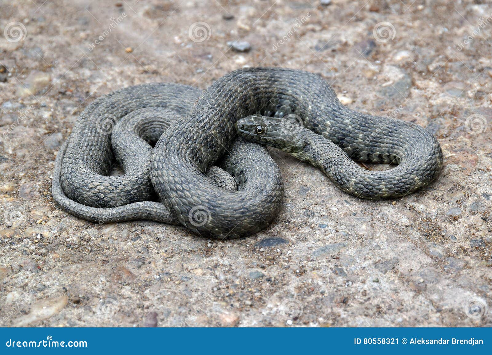 The One Little Snake in the Yard Stock Image - Image of frog, expulsion ...