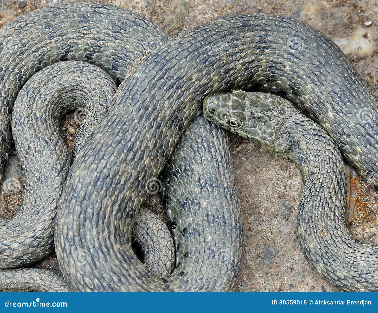 The One Little Snake in the Yard Stock Photo - Image of mouse, mouth ...