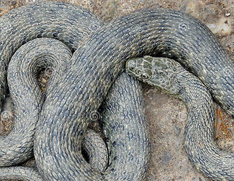 The One Little Snake in the Yard Stock Photo - Image of mouse, mouth ...