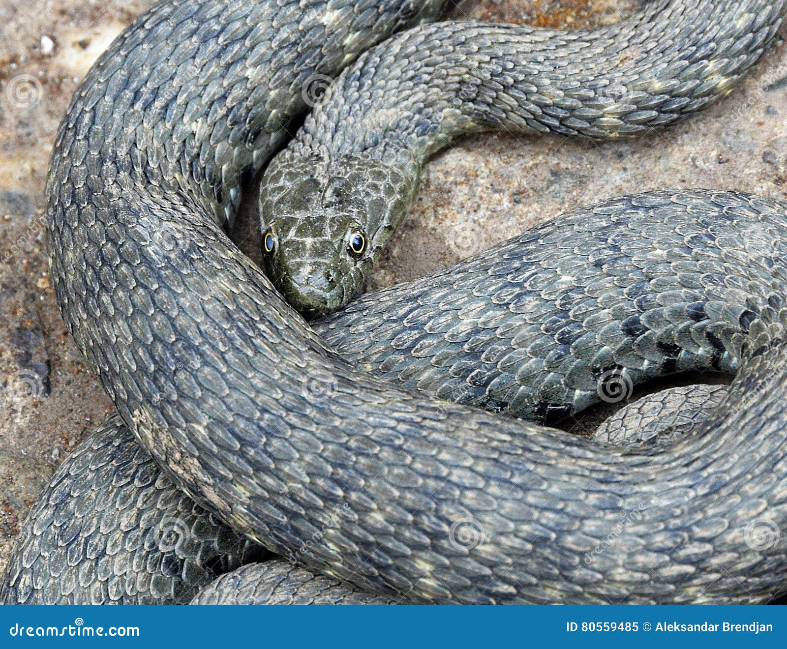 The One Little Snake in the Yard Stock Image - Image of heaven, fraud ...