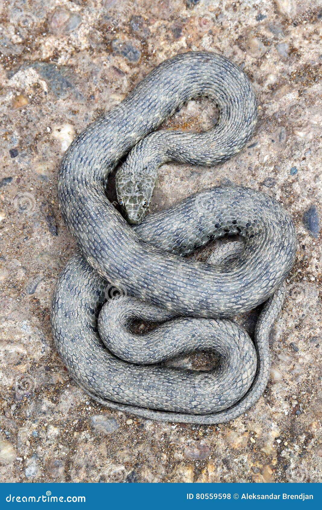 The One Little Snake in the Yard Stock Photo - Image of biting ...