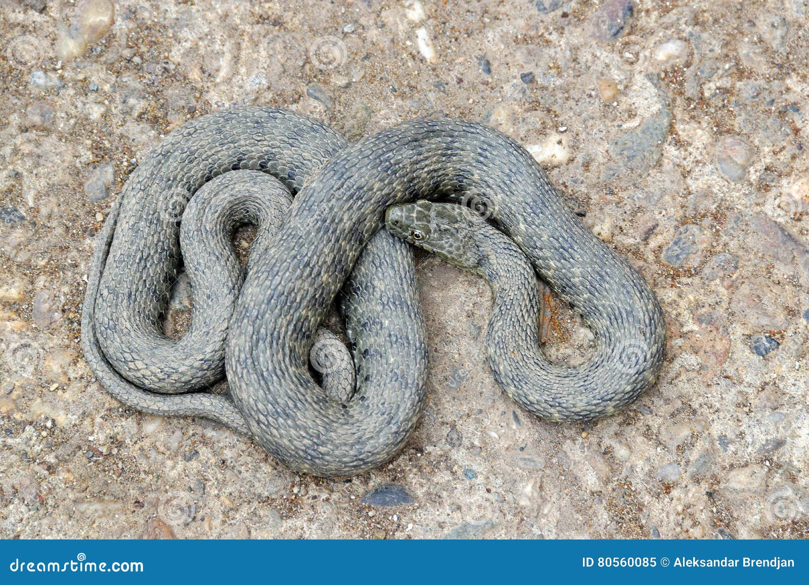 The One Little Snake in the Yard Stock Image - Image of fear, shirt ...