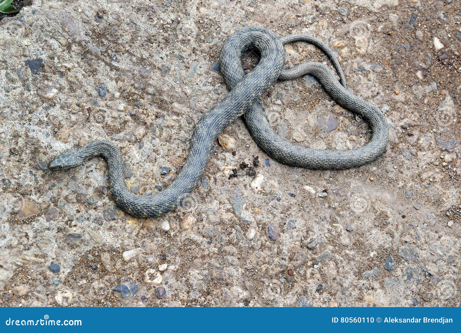 The One Little Snake in the Yard Stock Photo - Image of biting, eating ...