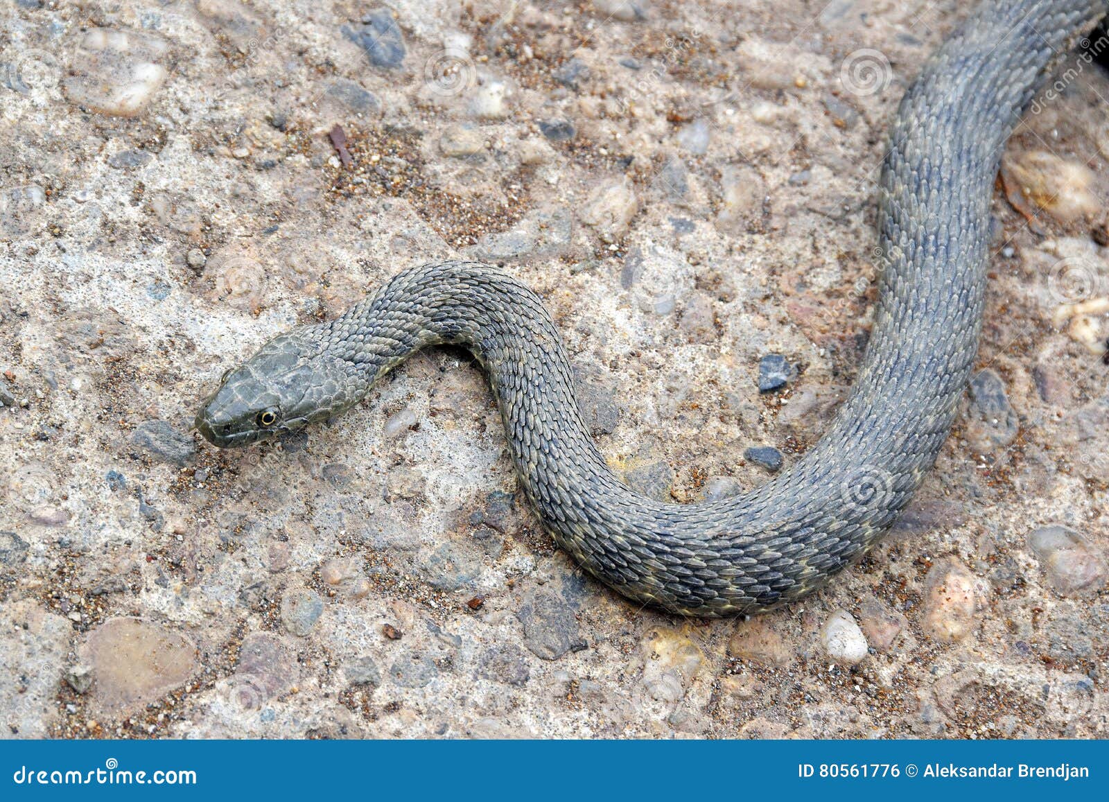 The One Little Snake in the Yard Stock Photo - Image of mouth, poison ...