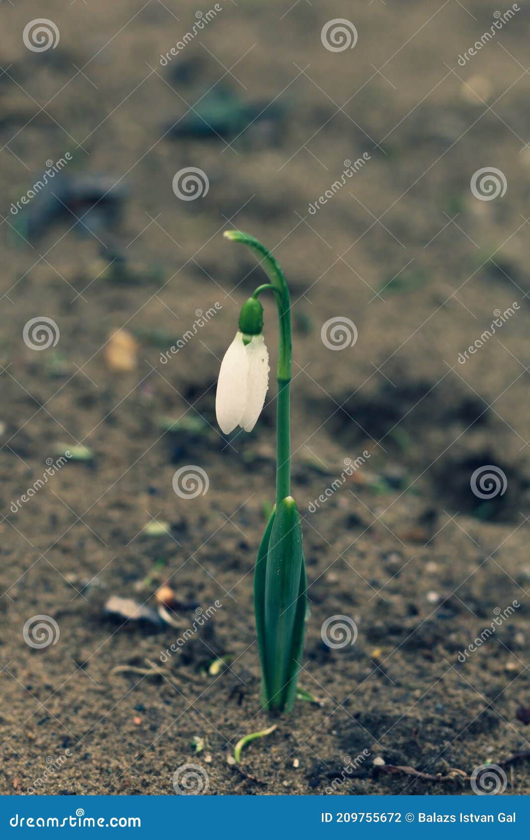 One Little Snowdrop on the Ground Stock Photo - Image of forest ...