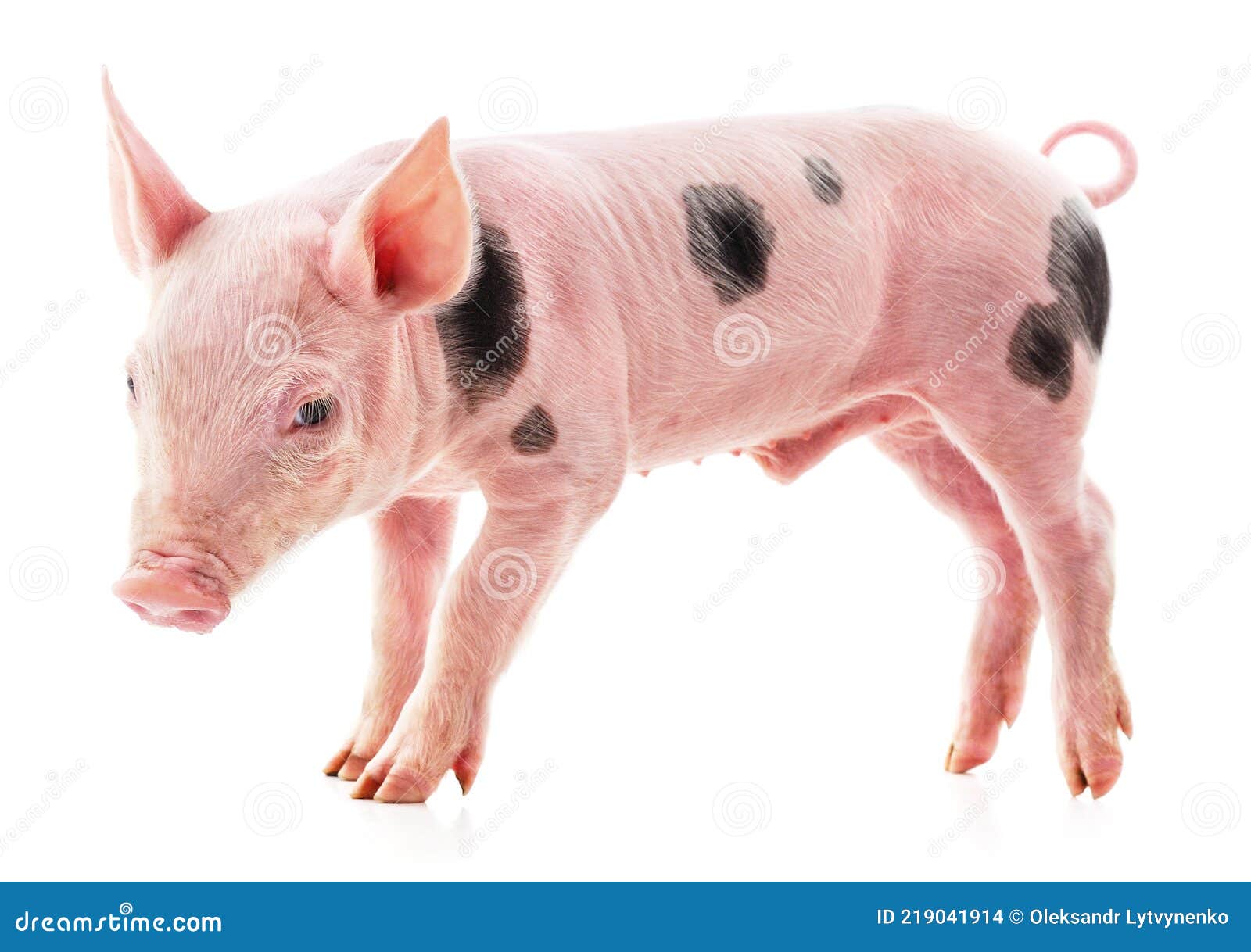One little spotted piglet stock photo. Image of small - 219041914
