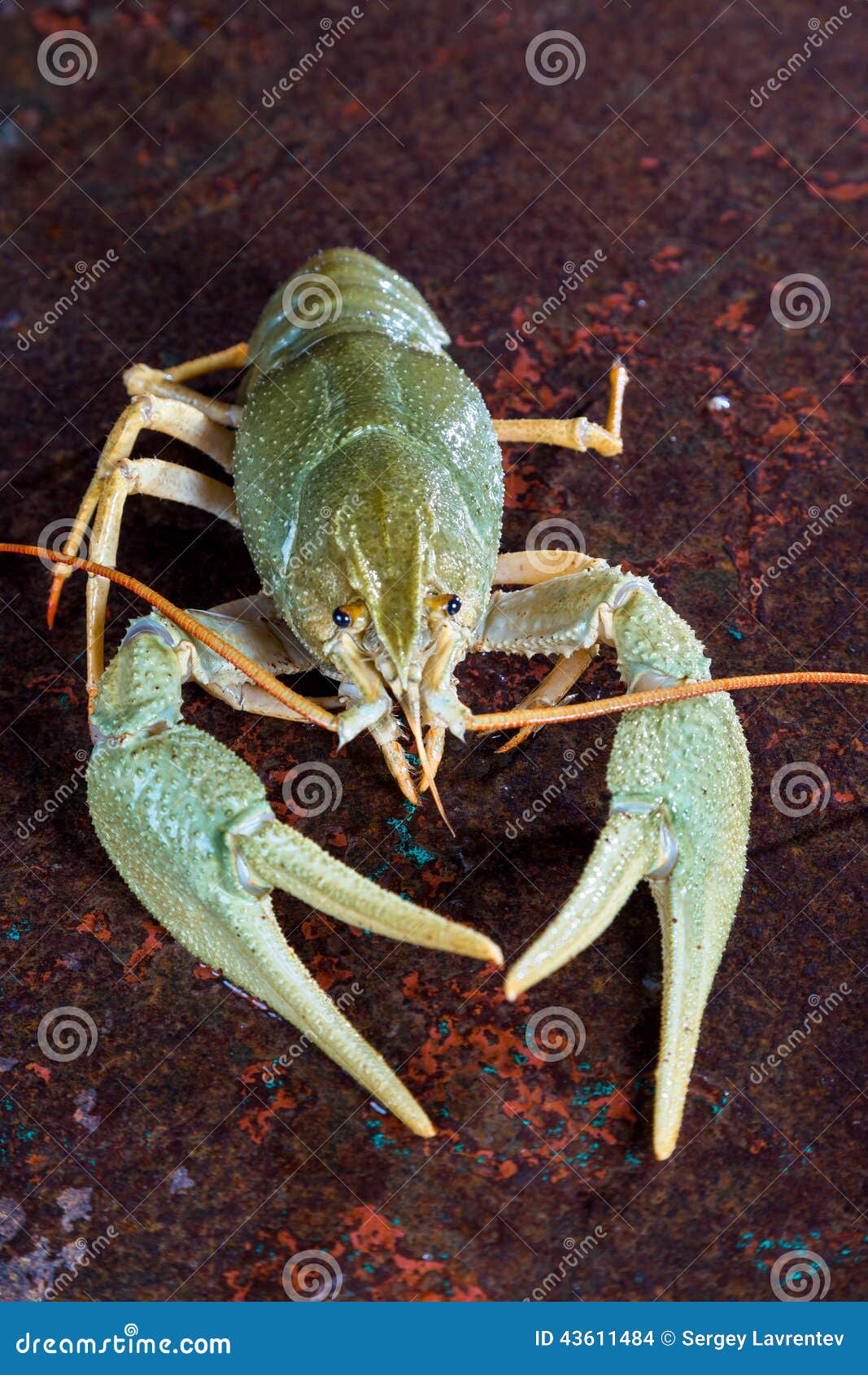 One live crayfish stock photo. Image of food, pets, freshness - 43611484