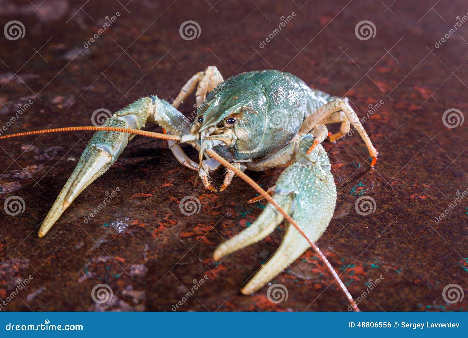 One live crayfish stock photo. Image of nature, water - 48806556
