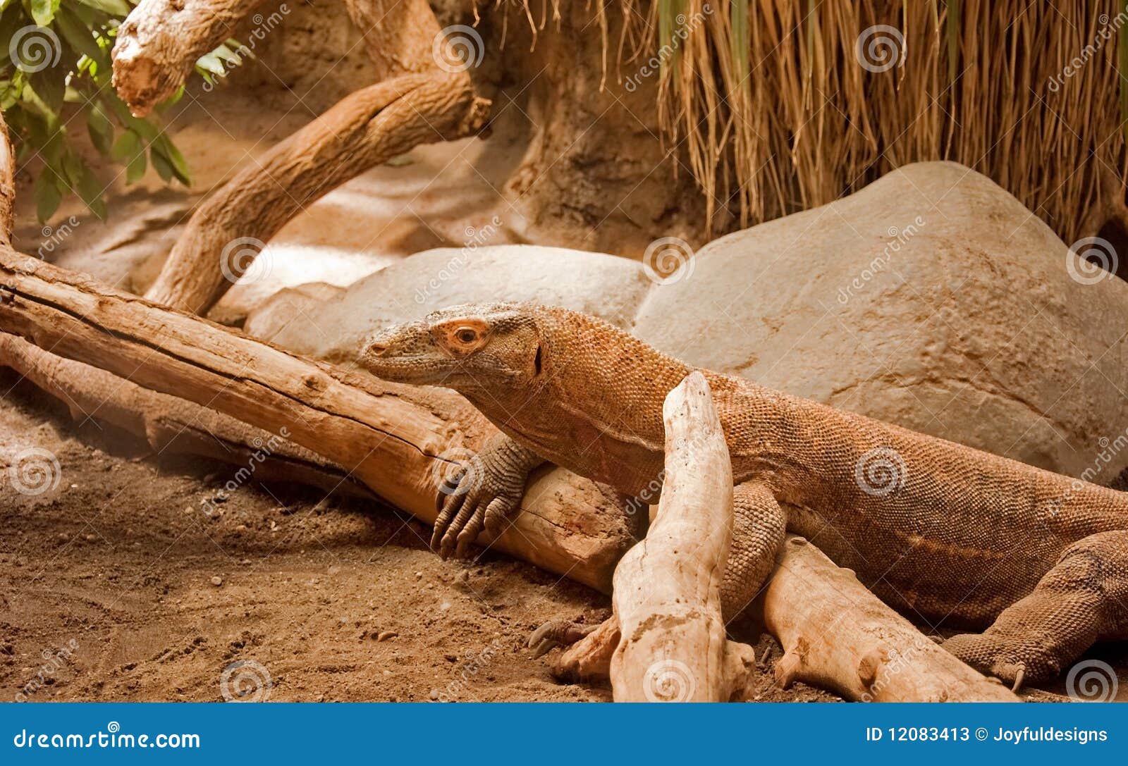 One Live Kimono Dragon Lizard Stock Image - Image of outdoors, reptile ...