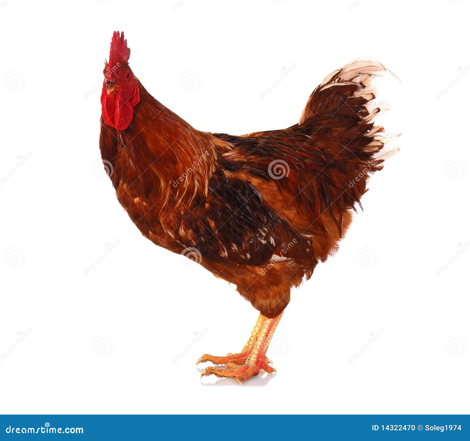One Live Rooster on the White Stock Photo - Image of pets, henhouse ...