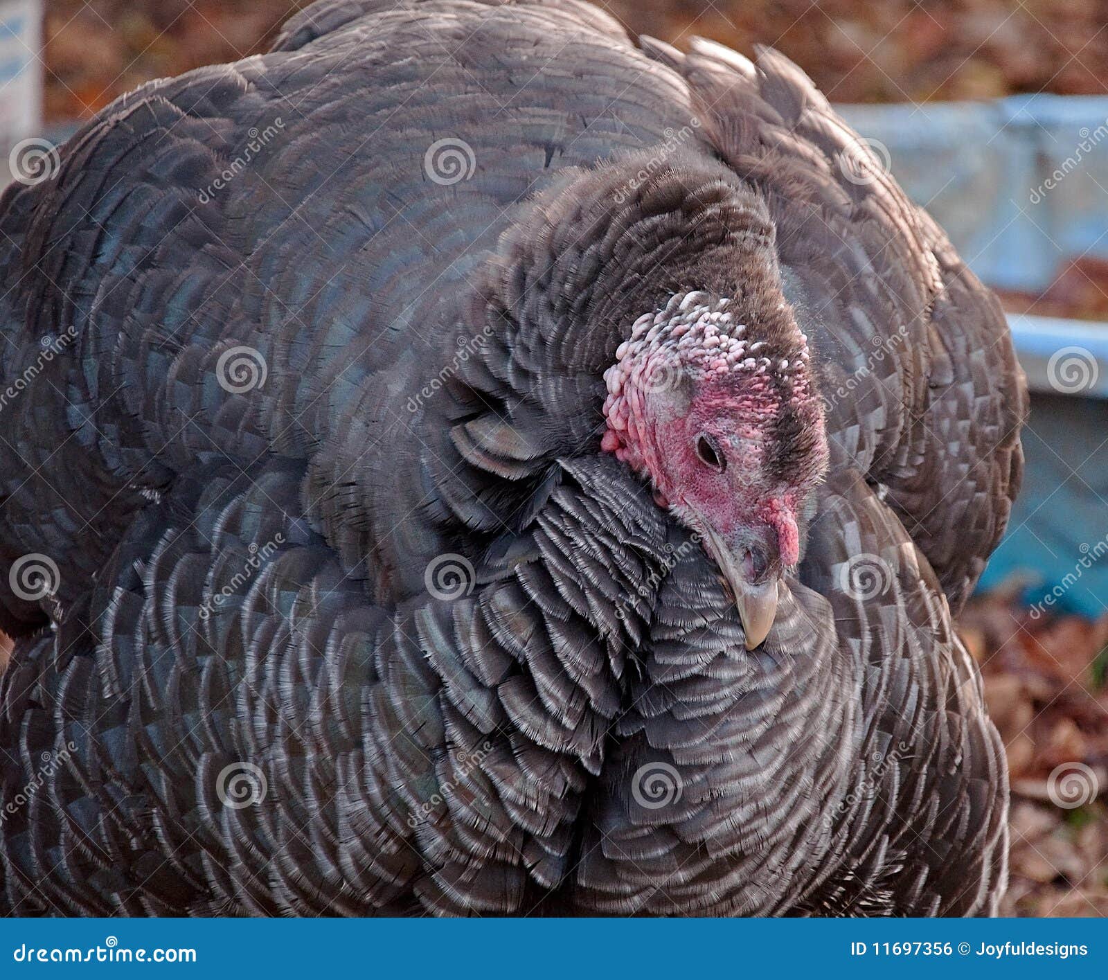 One Live Turkey stock photo. Image of resting, photograph - 11697356