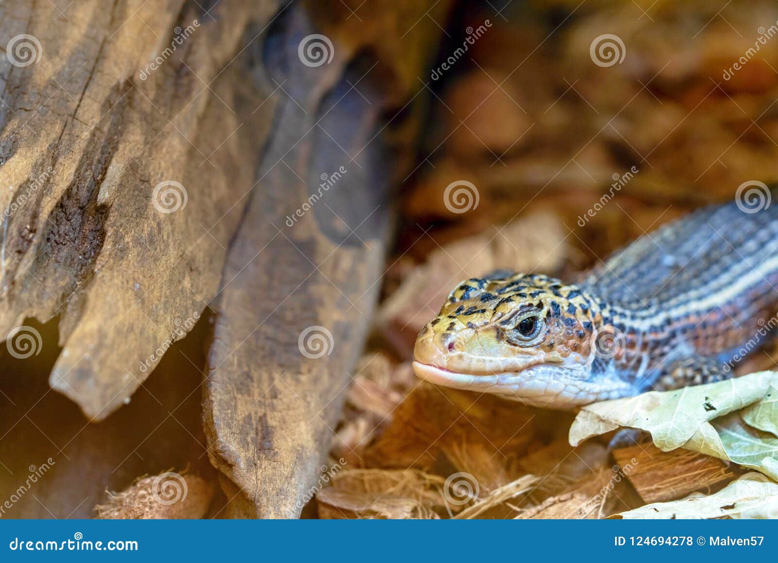 One lizard varan stock photo. Image of look, natural - 124694278