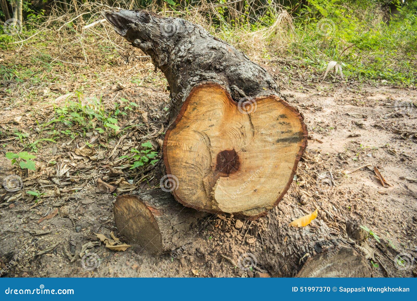 One log closeup compared. stock photo. Image of deforestation - 51997370