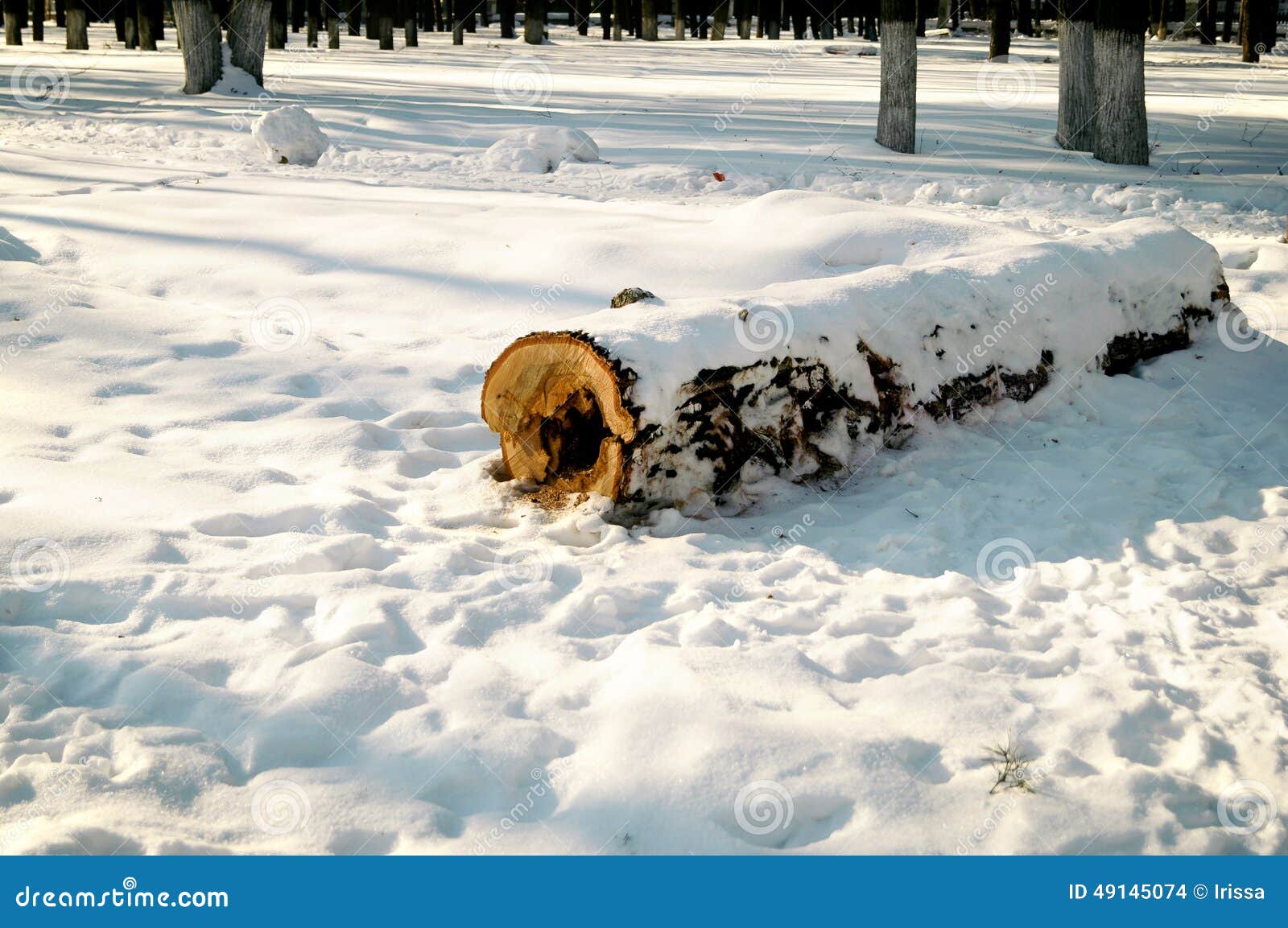 One Log in the Snow in a Forest Stock Photo - Image of winter, snow ...