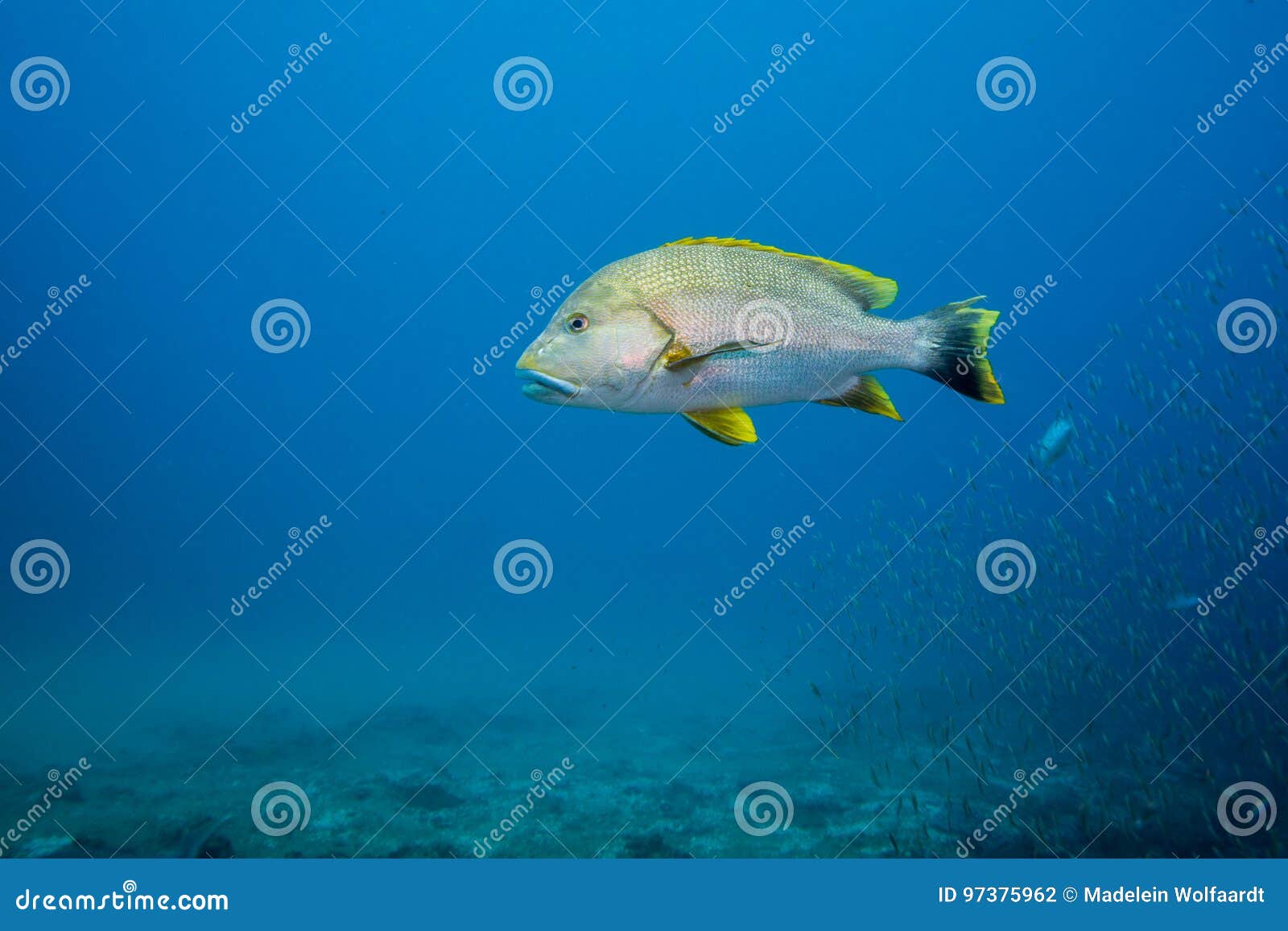 One Lone Snapper Swimming in Open Water. Stock Photo - Image of blue ...