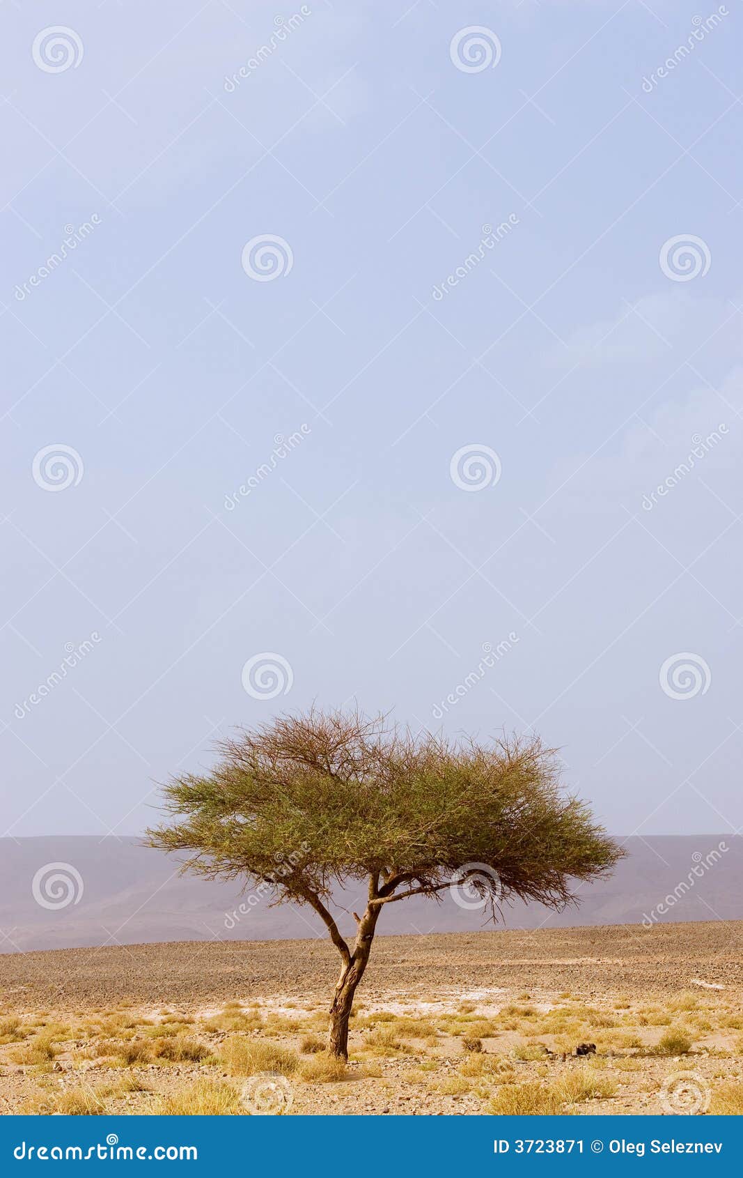 One lone tree in desert stock image. Image of arid, solitude - 3723871