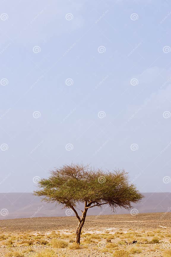 One lone tree in desert stock image. Image of arid, solitude - 3723871