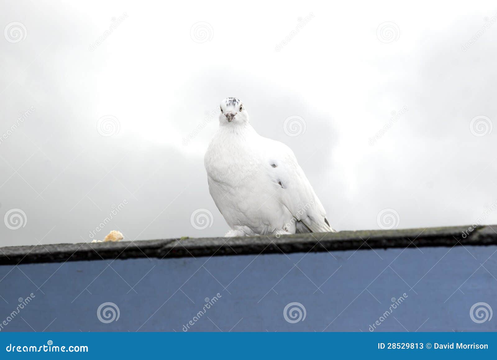 One lone white dove stock image. Image of avian, romance - 28529813