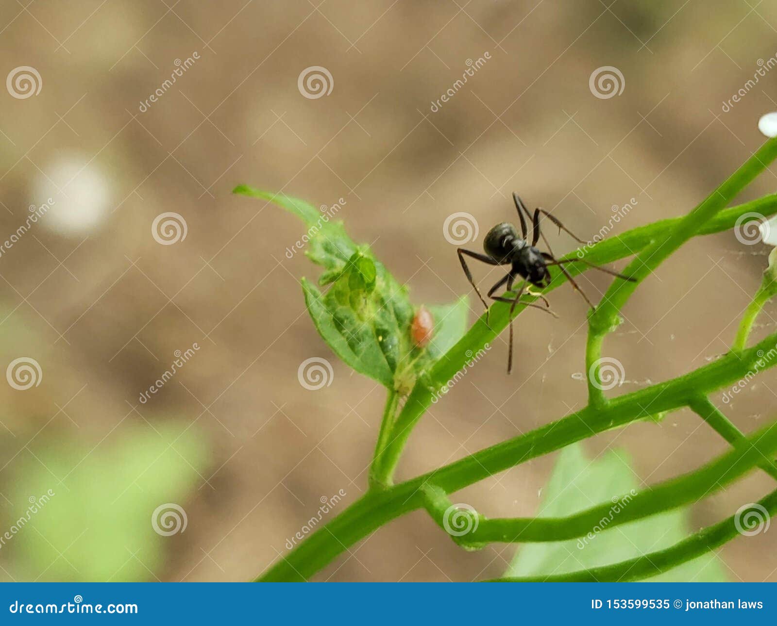 One is the Loneliest Number Stock Image - Image of number, micro: 153599535 One is the Loneliest Number Stock Image - Image of number, micro: 153599535
