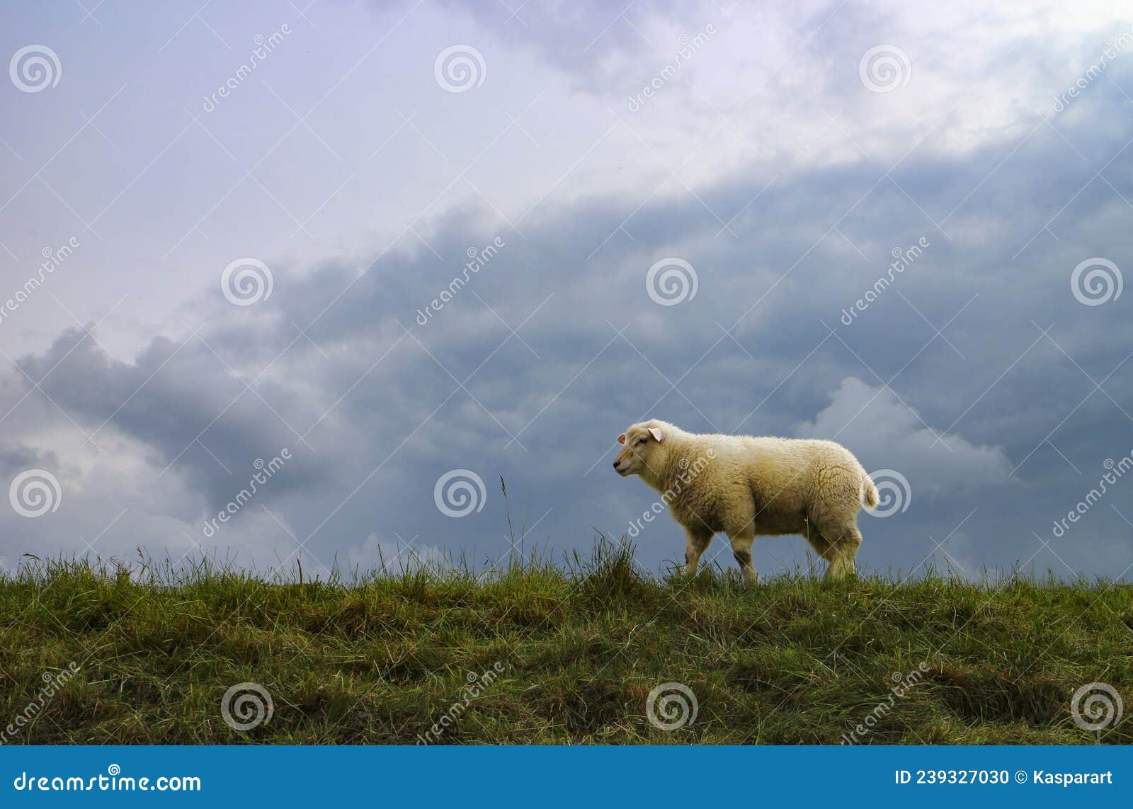 One Sheep Standing on a Hill Against a Moody Sky Stock Photo - Image of ...