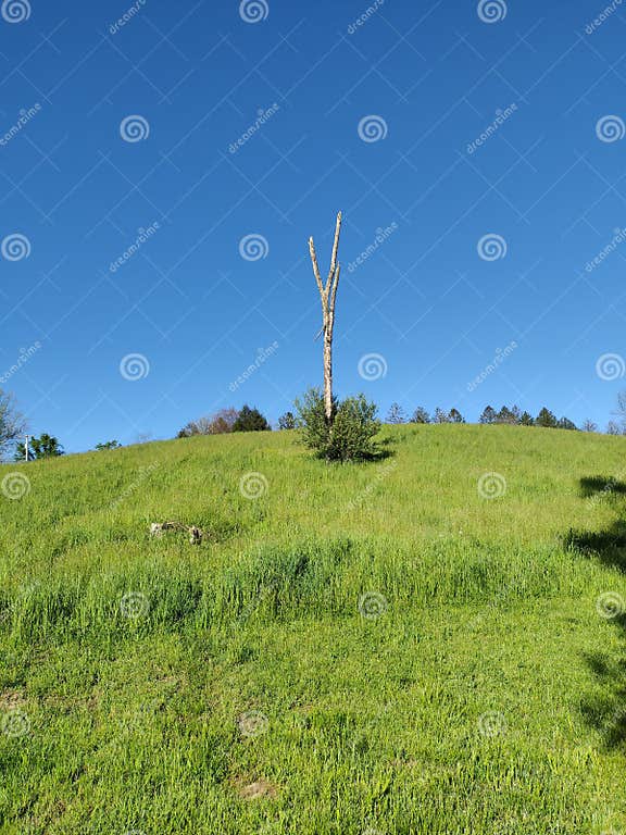 One lonely tree stock image. Image of flower, sunlight - 247234475
